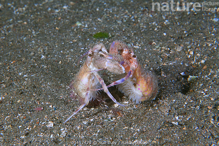 Stock photo of Anemone Hermit Crabs (Pagurus prideaux) engaging in ...