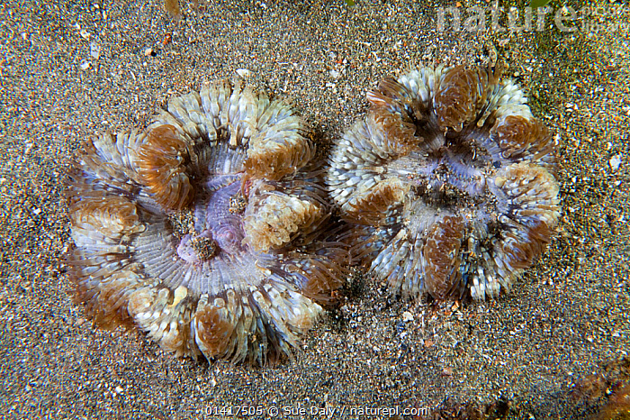 Stock photo of Daisy Anemones (Cereus pedunculatus). Maseline Harbour ...