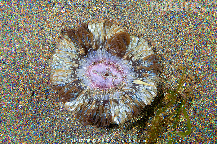 Stock photo of Daisy Anemones (Cereus pedunculatus). Maseline Harbour ...