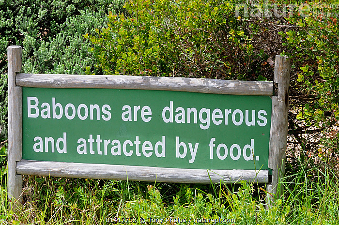 Stock photo of Baboon warning sign. Cape Point. Table Mountain National ...