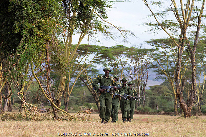Stock photo of Armed anti-poaching patrol out in Lewa Conservancy ...
