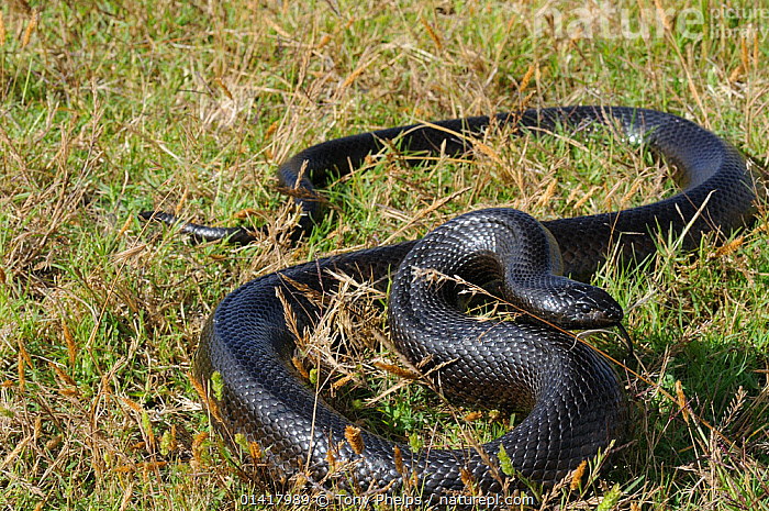 Mole Snake