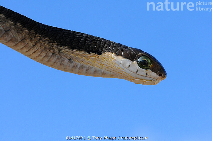 Stock photo of Boomslang (Dispholidus typus) immature, close up of head ...
