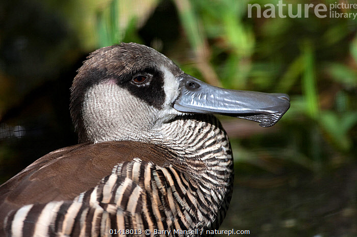 Stock photo of Pink Eared Duck (Malacorhynchus membranaceus) profile ...