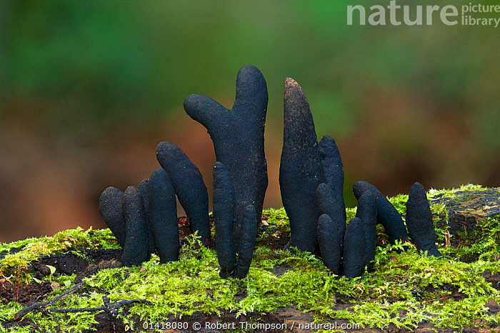 Stock photo of Dead man's fingers (Xylaria polymorpha) growing on ...