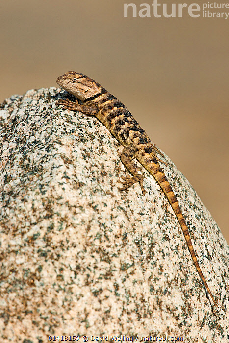 Stock photo of Yellow-backed spiny lizard (Sceloparus uniformis ...