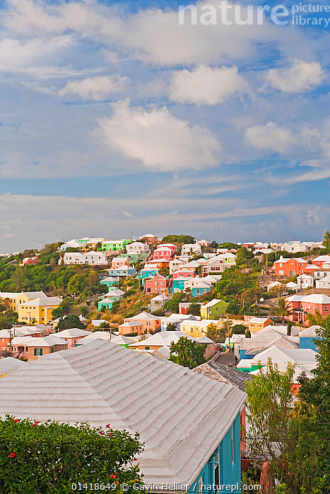 Stock photo of Traditional Bermuda houses with their white stone roofs ...