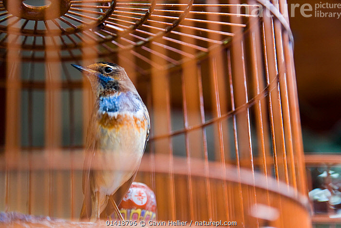 Stock photo of Yuen Po Bird market, captive bird in cage, Kowloon, Hong ...