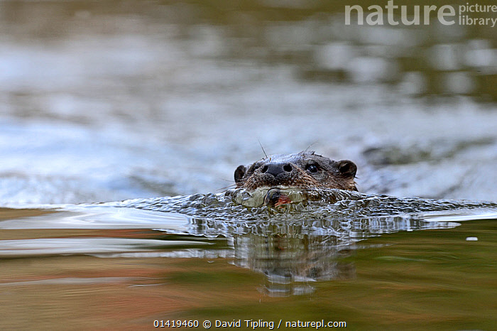 Stock photo of Otter (Lutra lutra) swimming with nose over water ...
