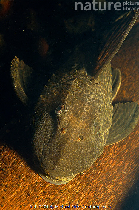 Stock photo of Wood eating catfish (Panaque sp) Southern Amazon basin ...