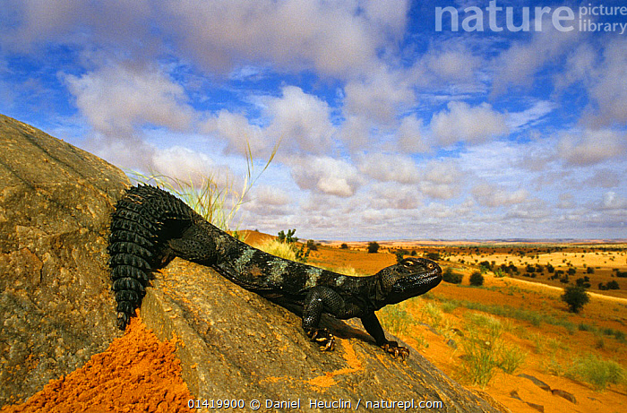 Stock photo of Mauritanian spiny-tailed Lizard (Uromastyx dispar ...