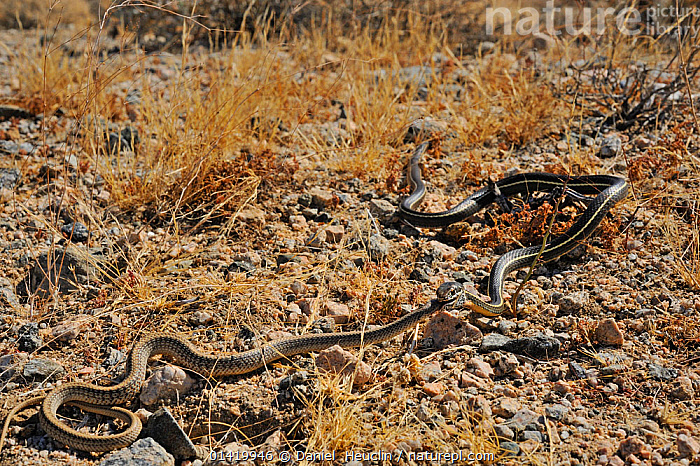 Stock photo of California striped Racer (Masticophis lateralis) eating ...