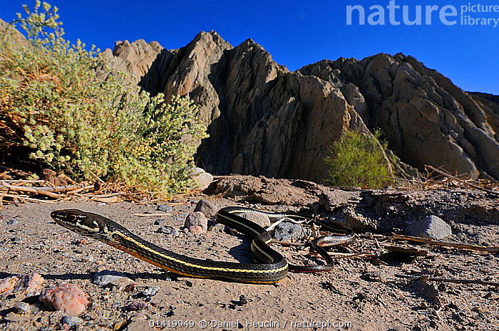 Stock photo of California striped Racer (Masticophis lateralis) Joshua ...