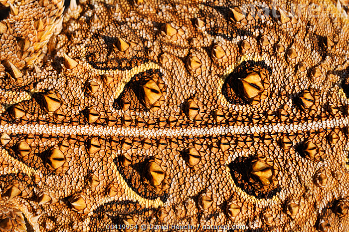 Stock photo of Texas horned Lizard, (Phrynosoma cornutum) close up of ...