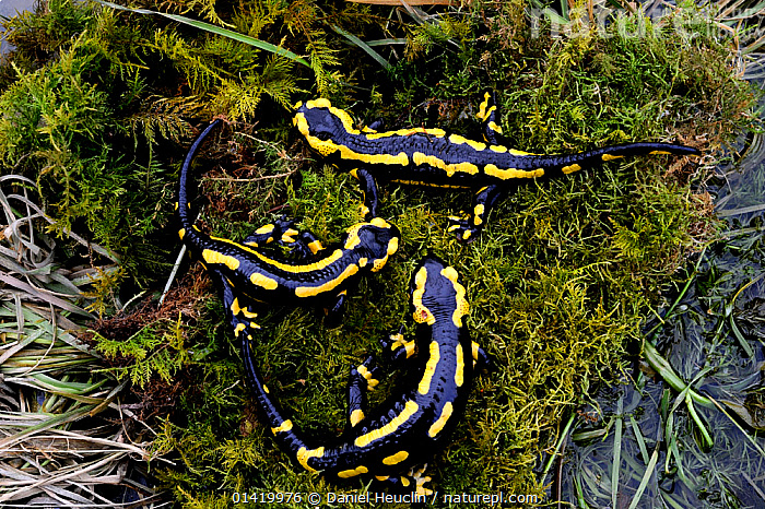Stock photo of Barred Fire Salamander (Salamandra salamandra salamandra ...