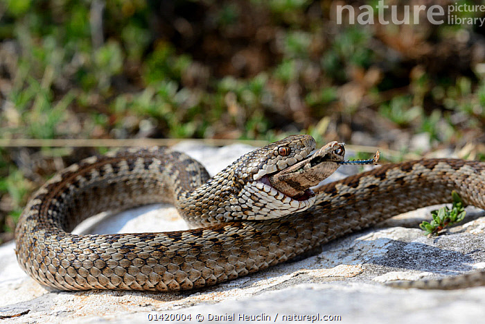 Stock photo of Orsini's Viper or Meadow Viper (Vipera ursinii ...