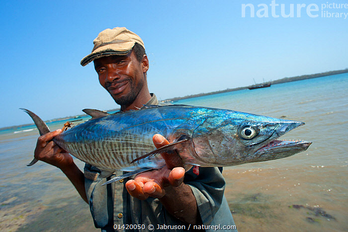 Stock photo of Fisherman holding a Wahoo (Acanthocybium solandri) an ...