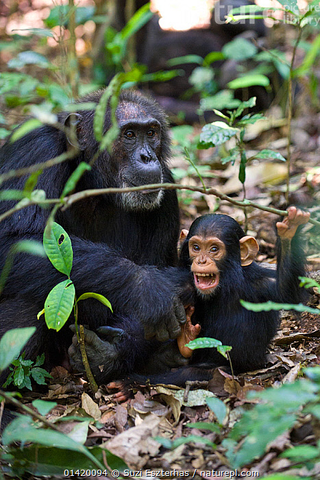 Oscar The Chimpanzee As A Baby