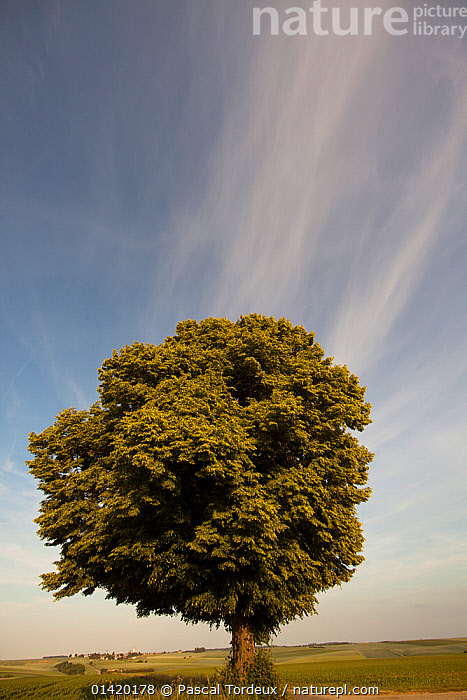 Stock photo of Small leaved lime tree (Tilia cordata) with cirrus ...