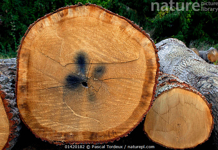 Stock photo of Cut tree trunk showing shrapnel from World War I in the ...