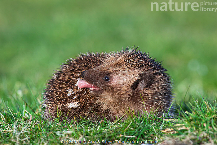 Stock photo of Hedgehog (Erinaceus europaeus) self-anointing, captive ...