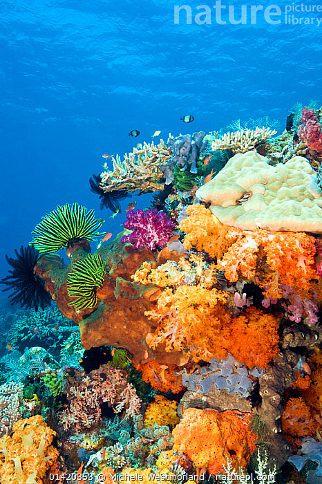 Stock photo of Healthy reef system with soft corals and sponges, Tatawa ...