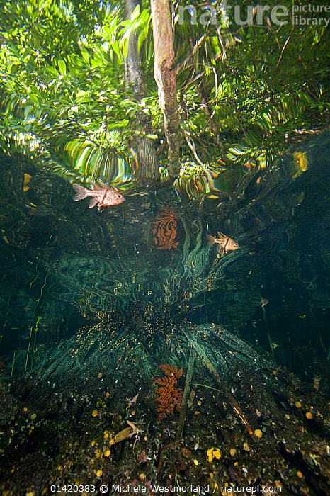 Stock photo of Orbiculated Cardinalfish (Sphaeramia orbicularis) just ...