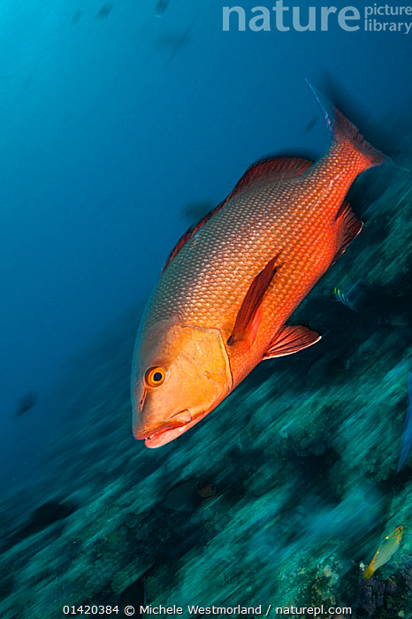 Stock photo of Humpback snapper (Lutjanus gibbus) portrait, Palau ...