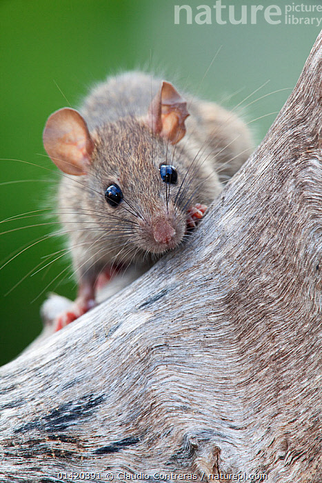 Stock photo of Black rat (Rattus rattus) Introduced species on Maria ...