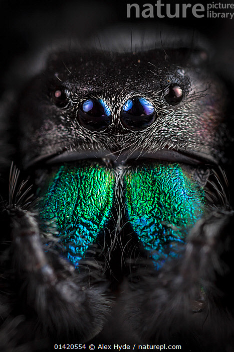 Stock photo of Regal Jumping Spider (Phidippus regius) male, close-up ...