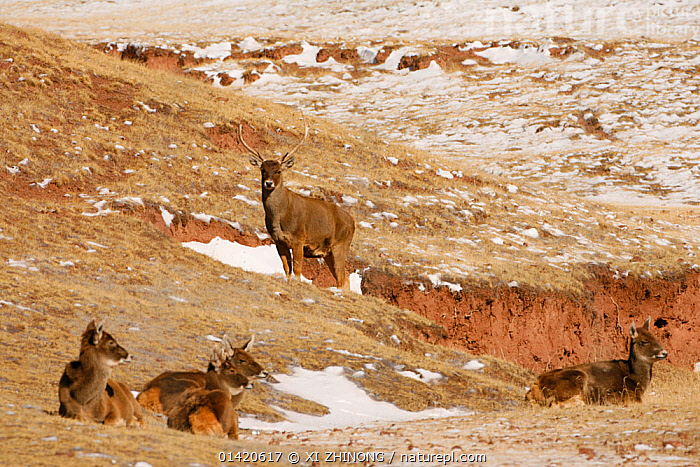Stock photo of Wild White-Lipped Deer (Przewalskium albirostris)male ...