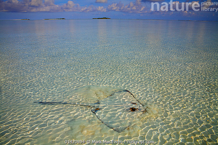 Stock photo of Cowtail Stingray (Pastinachus sephen) feeding in ...