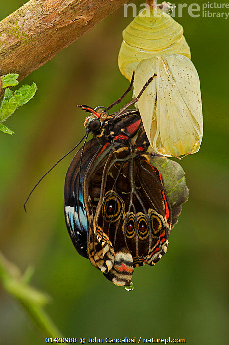Stock photo of Blue Morpho (Morpho peleides) butterfly after emerging ...