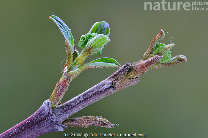Stock photo of Dogwood (Cornus sanguinea) buds in spring. Dorset, UK ...