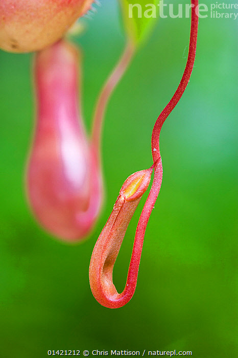 Stock photo of Developing leaf of the winged pitcher plant (Nepenthes ...