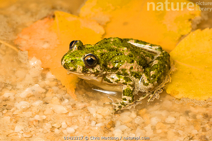 Stock photo of Parsley Frog (Pelodytes punctatus) Spain, October ...