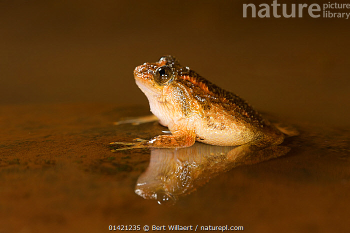 Stock photo of Humayun's Wrinkled Frog (Nyctibatrachus humayuni) in ...