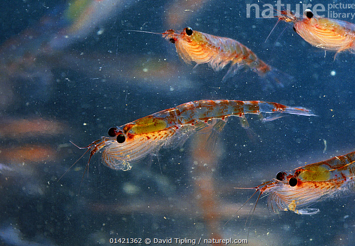 Stock photo of Antarctic Krill (Euphausia superba) Antarctica, January ...