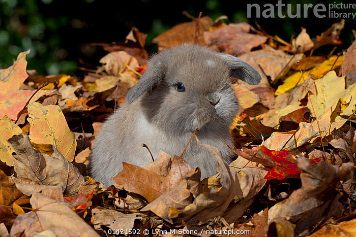 Stock photo of Holland Lop Rabbit juvenile in autumn, Connecticut, USA ...