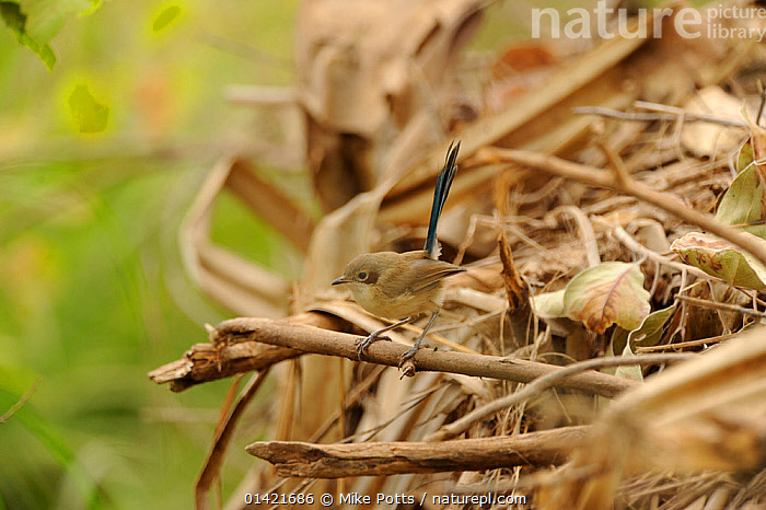 Stock photo of Purple Crowned Fairy Wren (Malurus coronatus) Mornington ...