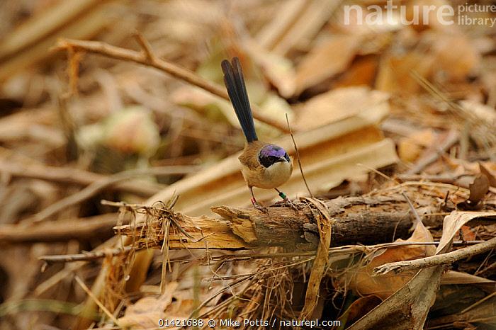 Stock photo of Purple Crowned Fairy Wren (Malurus coronatus) ringed as ...