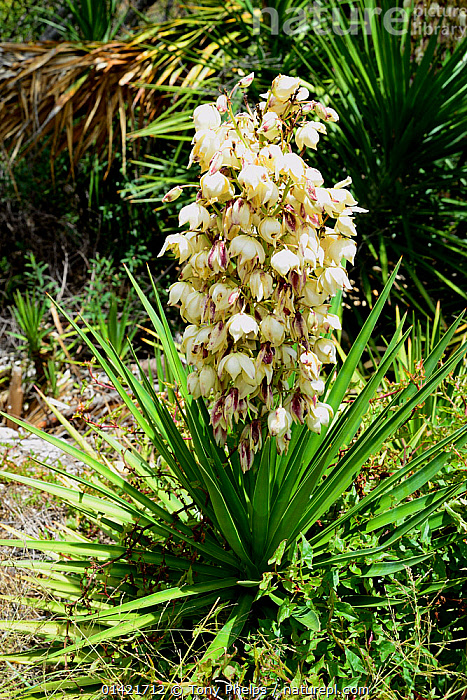 Stock photo of Yucca (Yucca filamentosa) invasive plant, Little Karoo ...