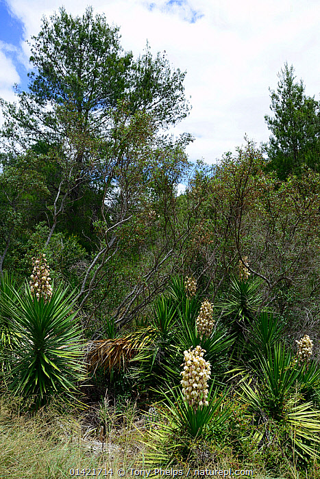 Stock photo of Yucca (Yucca filamentosa) invasive to South Africa ...