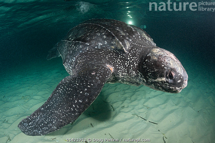 Stock photo of Leatherback sea turtle (Dermochelys coriacea) with scar ...