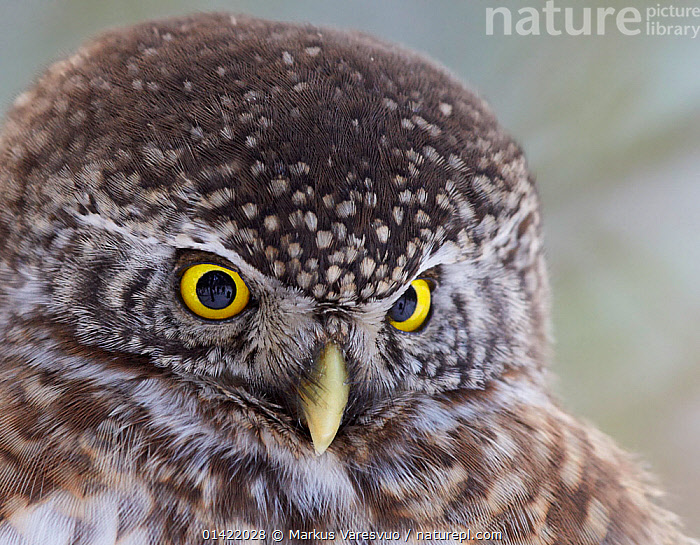 Stock photo of Pygmy Owl (glaucidium passerinum) head portrait ...