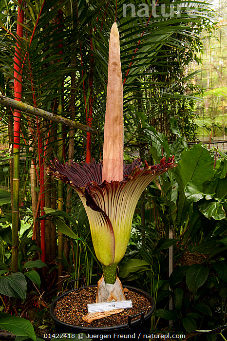 Stock photo of Titan Arum (Amorphophallus titanum) in flower at the ...