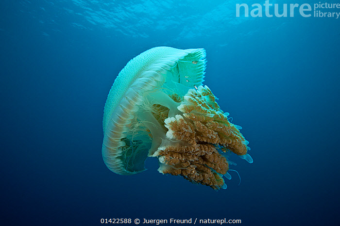 Stock photo of Large jellyfish (Rhizostomae sp) which hosts juvelile ...