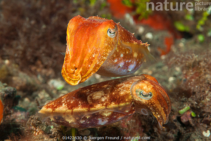 Stock photo of Pygmy cuttlefish pair (Sepia bandensis) Raja Ampat, West ...