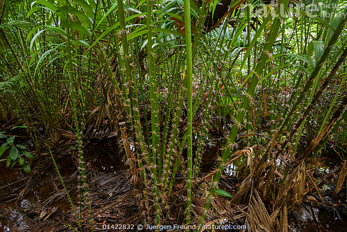 Stock photo of Rattan plants in the forest. Bako National Park, Sarawak ...