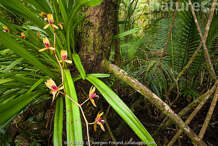 Stock photo of Wild orchids of Sarawak, Bako National Park, Sarawak ...
